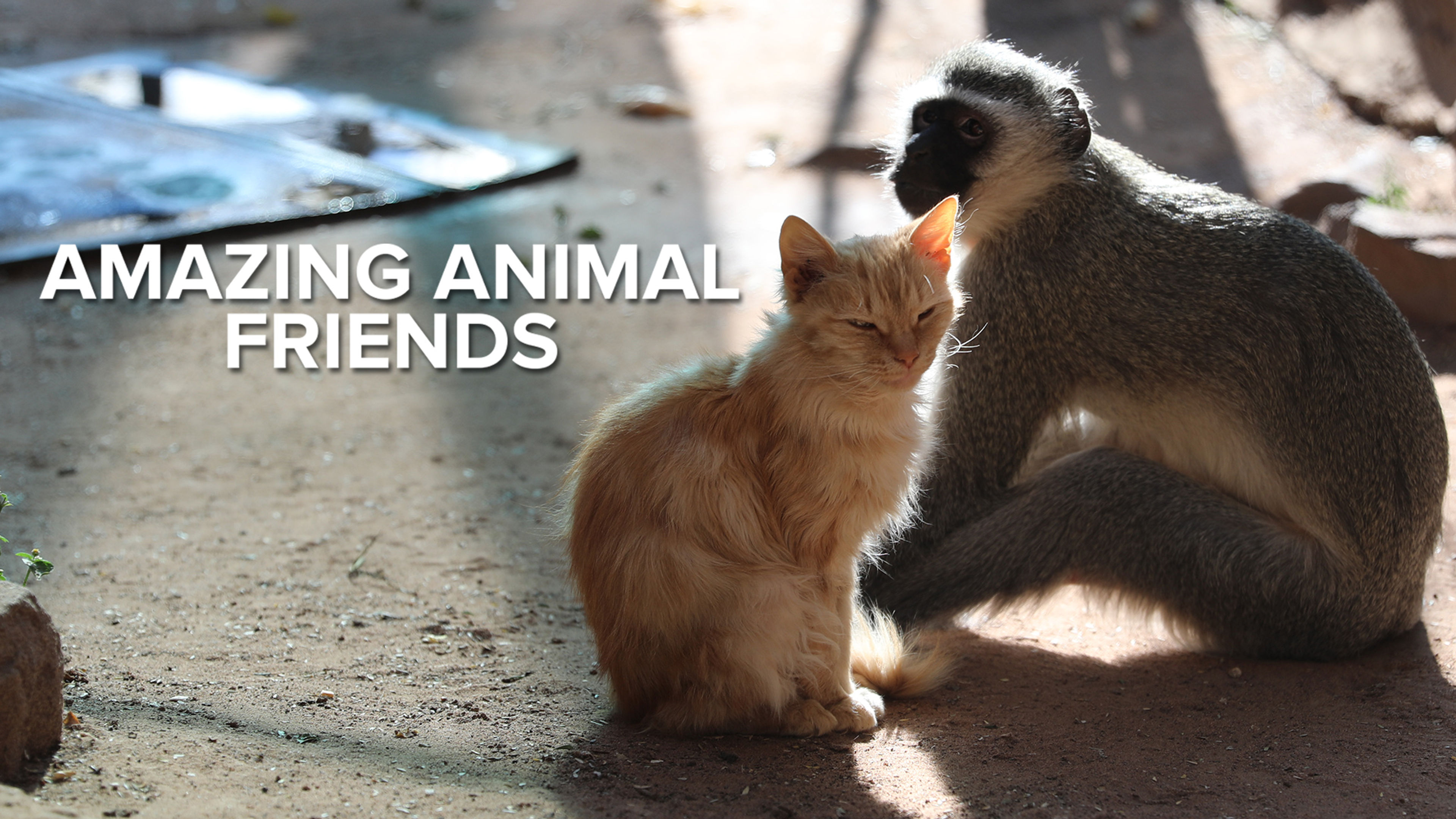 Amazing Animal Friends S1