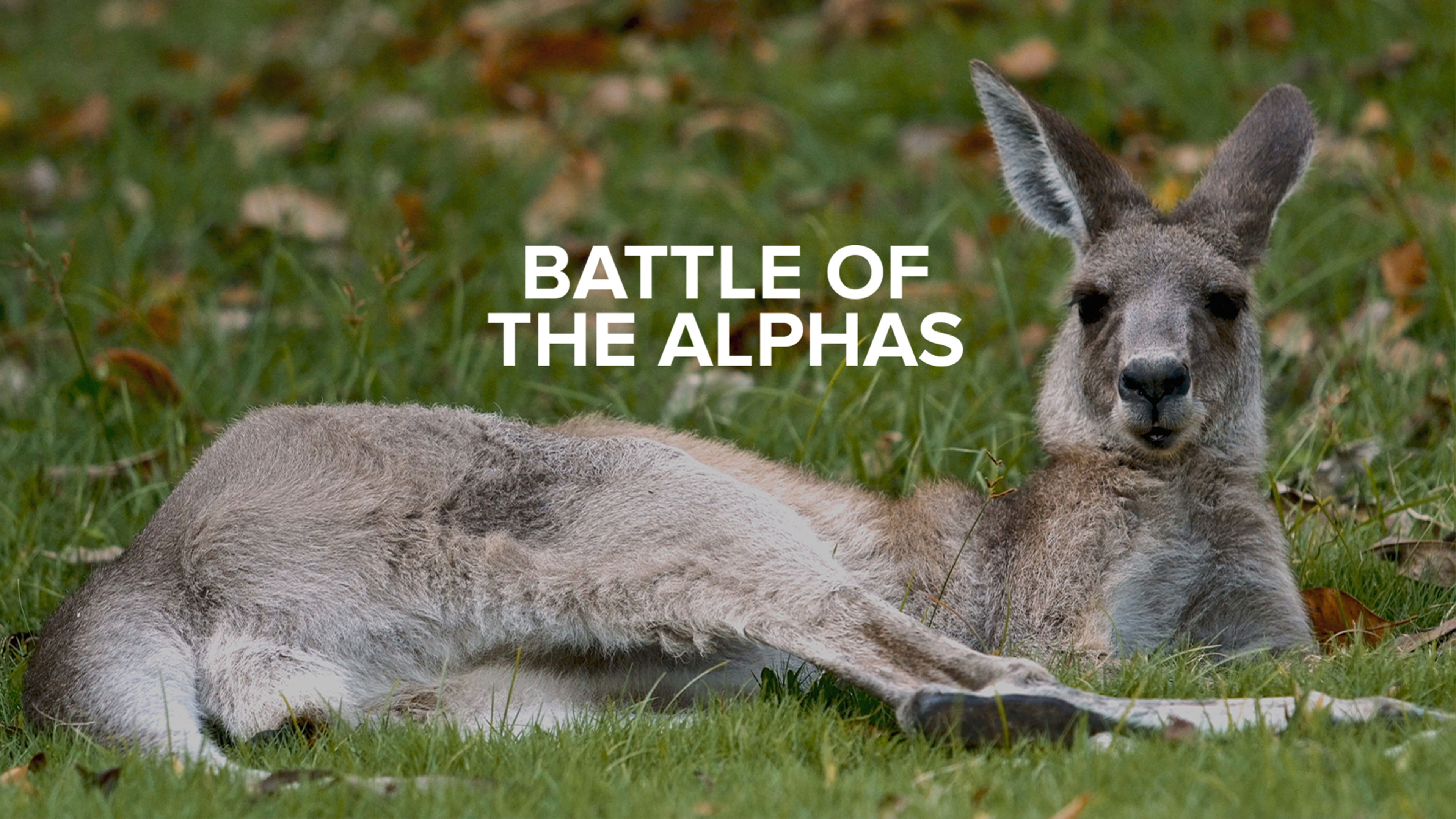 Battle of the Alphas S1 | Watch On TV