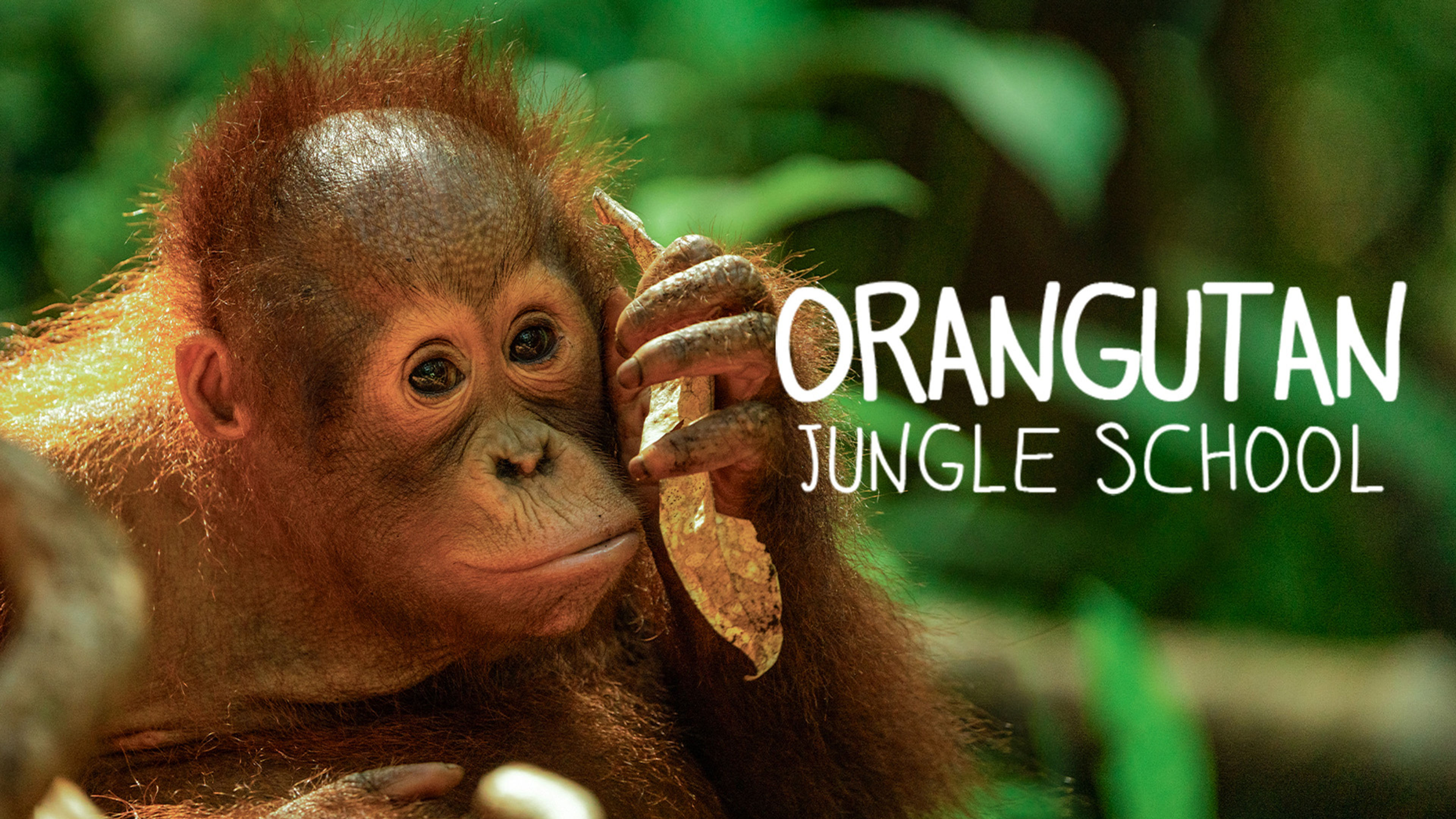 Orangutan Jungle School S3