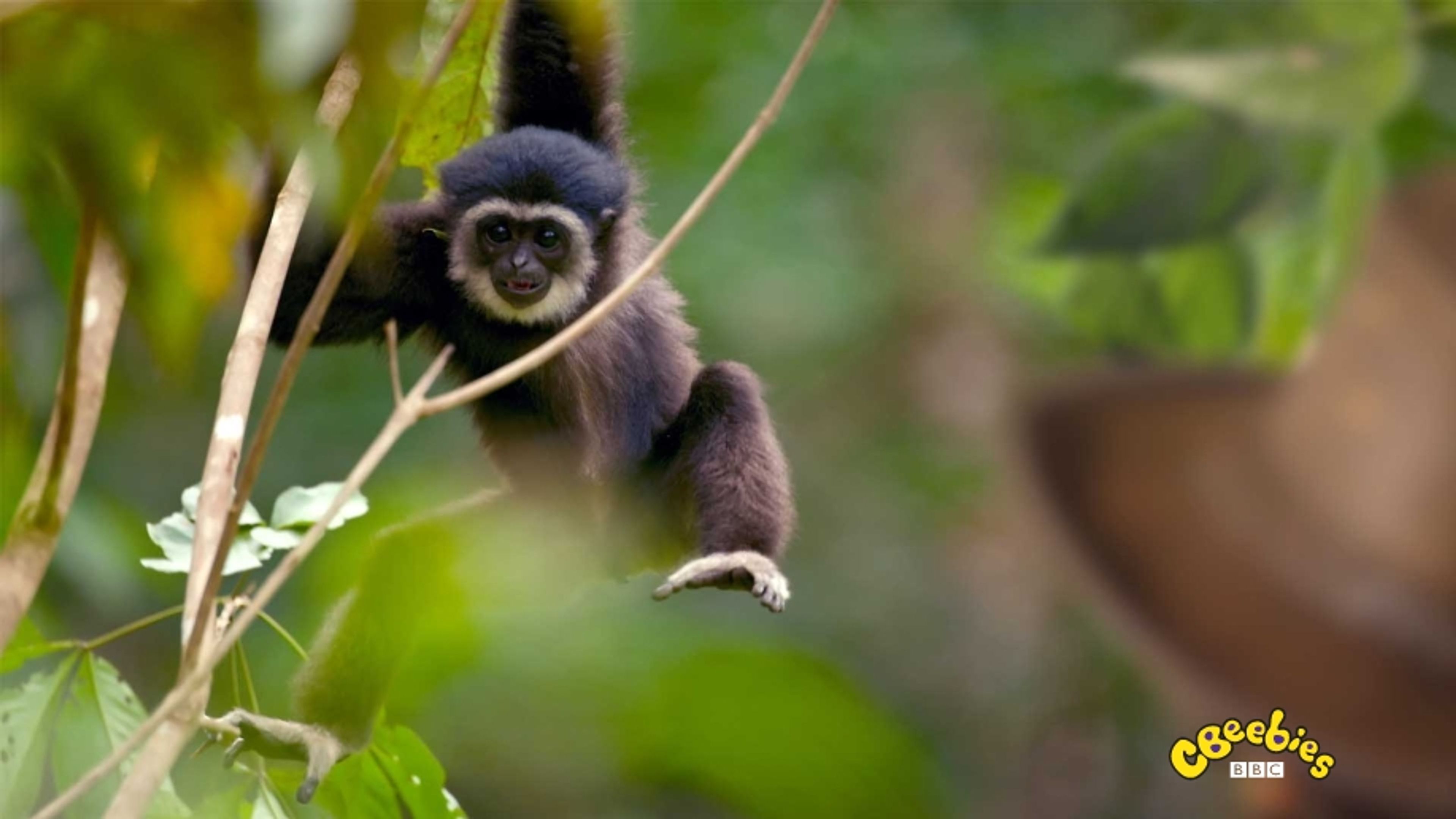 andy cbeebies spiders